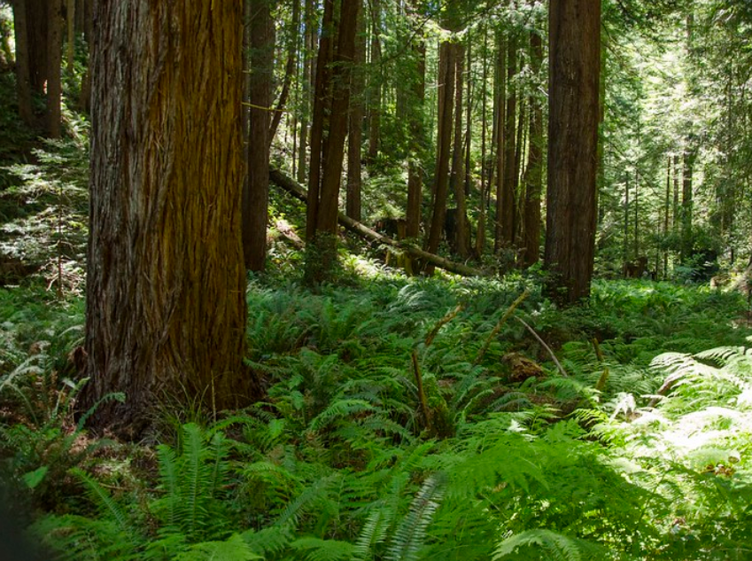 JacksonDemonstrationStateForest - | CAL-OSHA Reporter